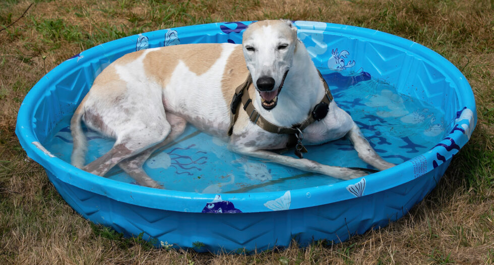 Photos: Greyhound Friends celebrates International Dog Day - Hopkinton ...
