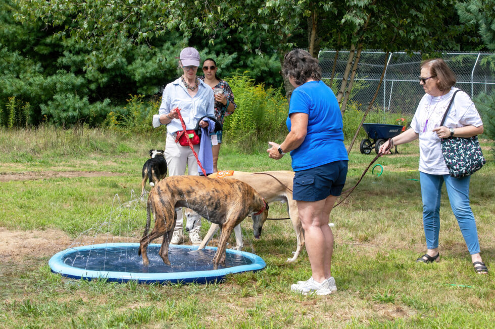 Photos: Greyhound Friends celebrates International Dog Day - Hopkinton ...