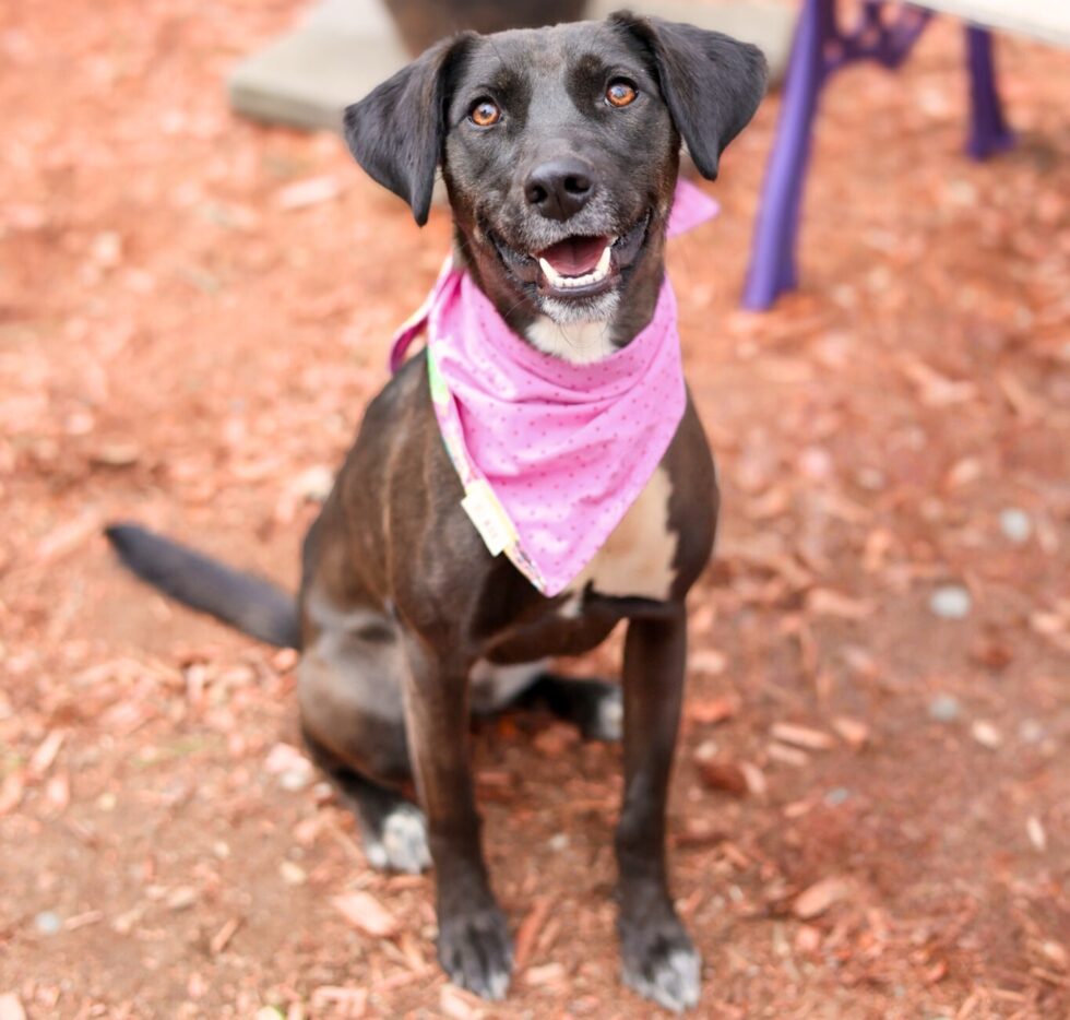 Baypath Adoptable Animal of the Week: Hannah - Hopkinton Independent