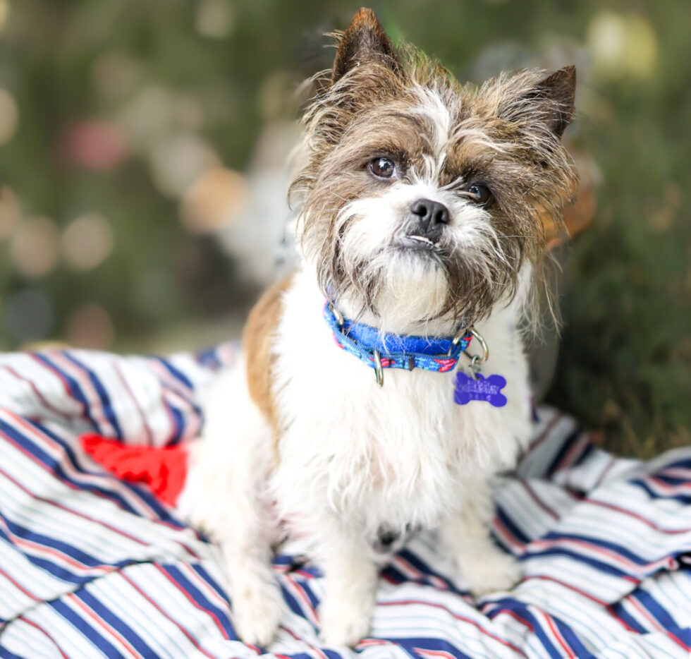 Baypath Adoptable Animal of the Week: Allie - Hopkinton Independent