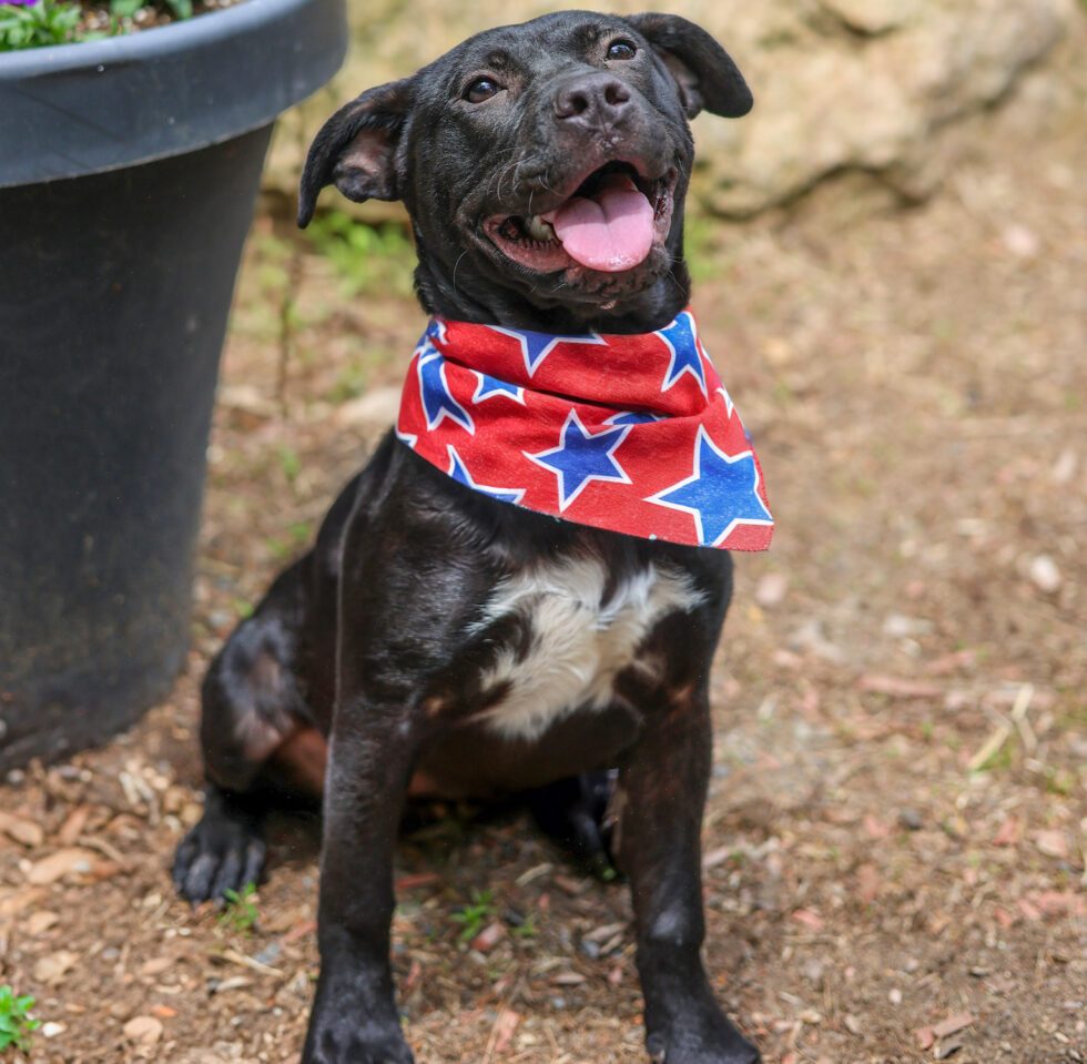 Baypath Adoptable Animal of the Week: Claudia - Hopkinton Independent