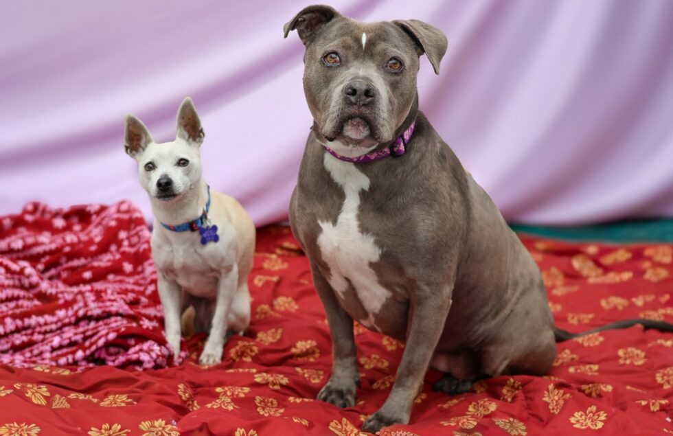 Baypath Adoptable Animals of the Week: Stacie and Nola - Hopkinton ...